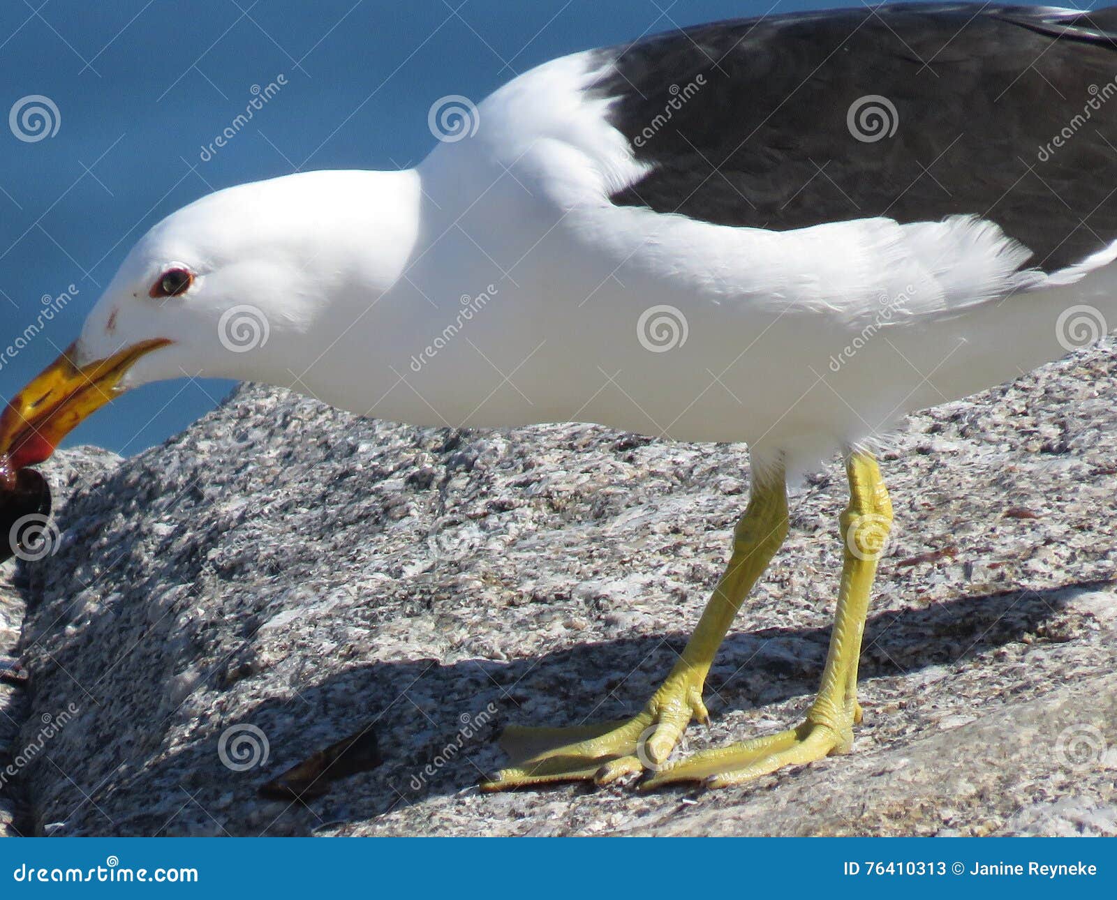 A seagull with a mussel stock image. Image of mussel - 76410313