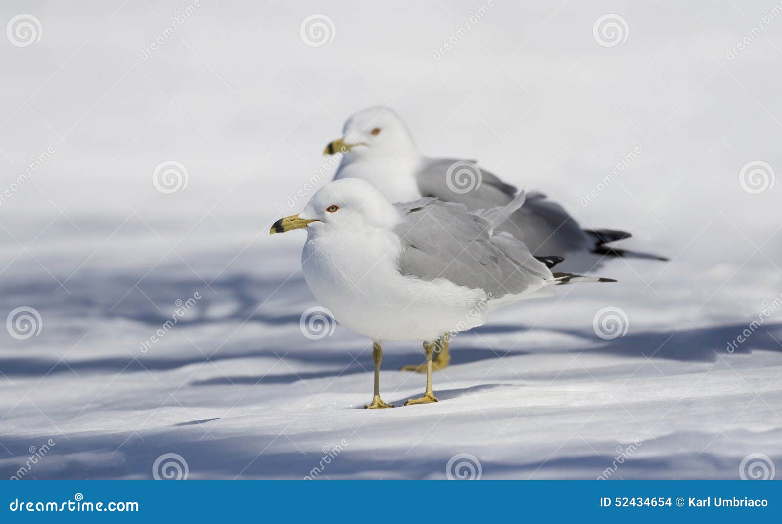 Seagull stock photo. Image of snow, winter, beauty, bird - 52434654