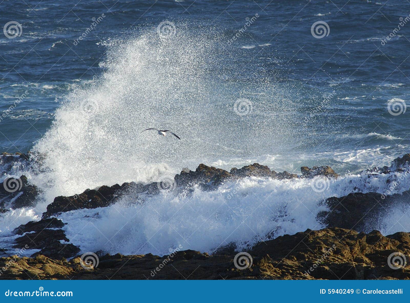 Seagull Near a Big Wave in South Africa Stock Image - Image of bird ...