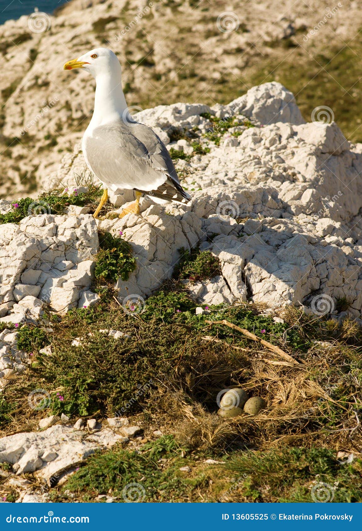 Seagull near its nest stock image. Image of three, seagull - 13605525