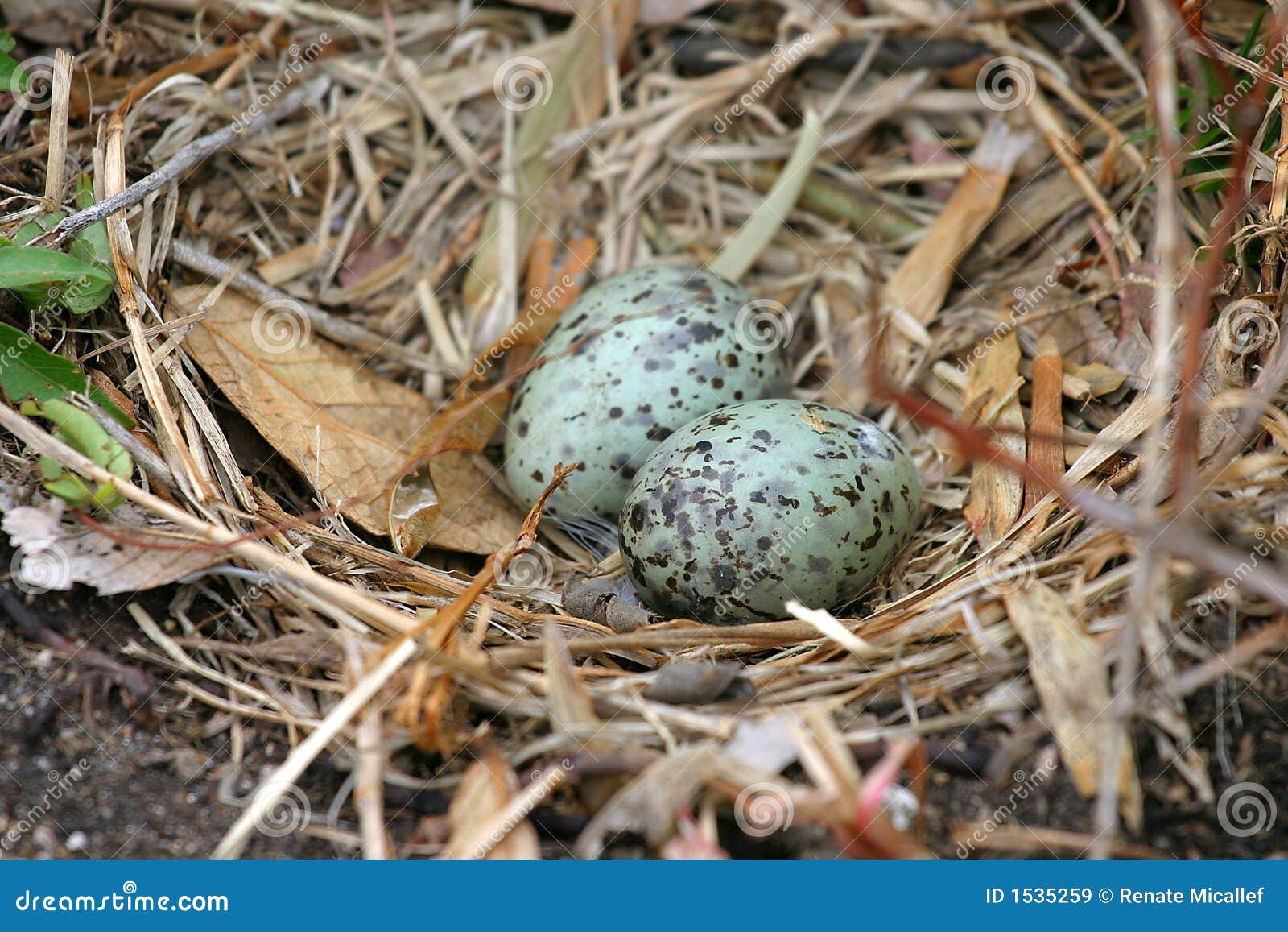 Seagull Nest stock image. Image of beginning, life, nest - 1535259