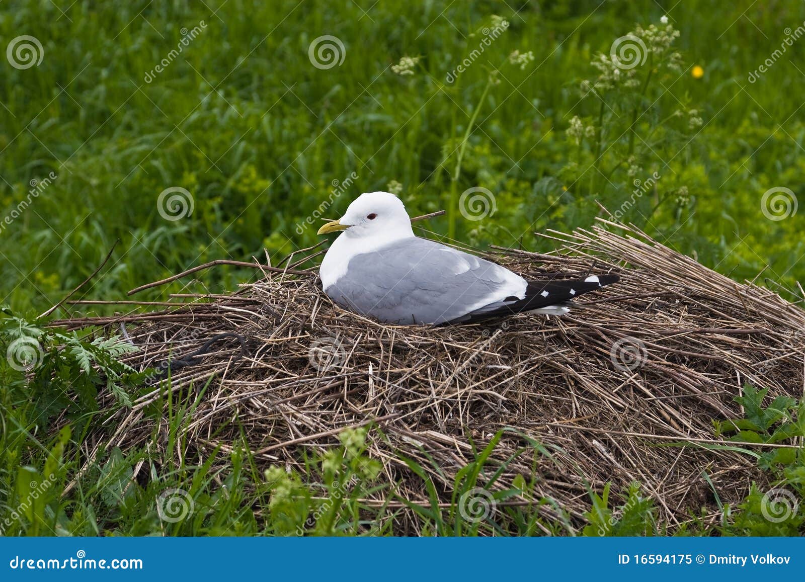 Seagull on the nest stock image. Image of brushwood, bird - 16594175
