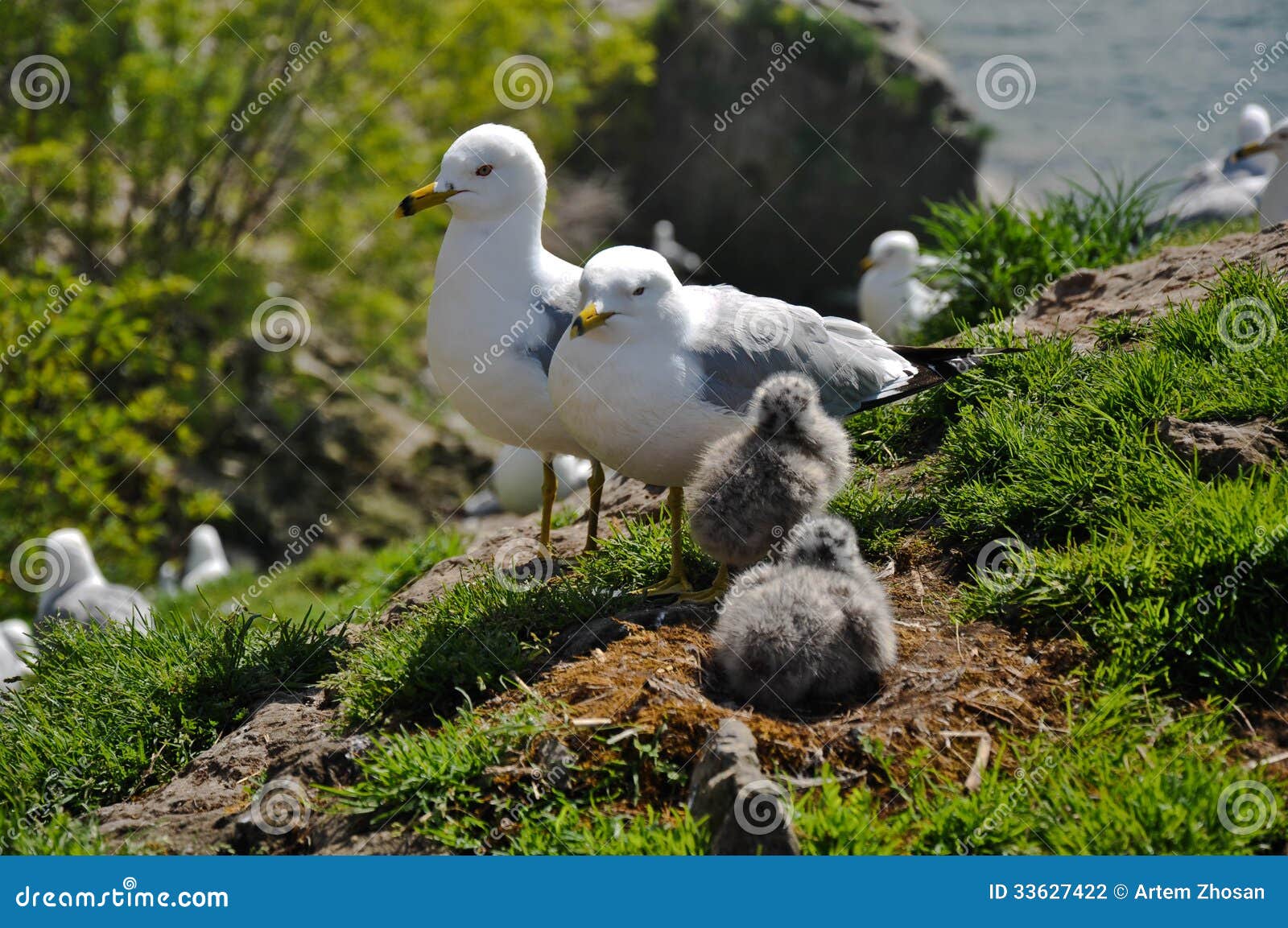Seagull nest and chicks stock photo. Image of chicks - 33627422