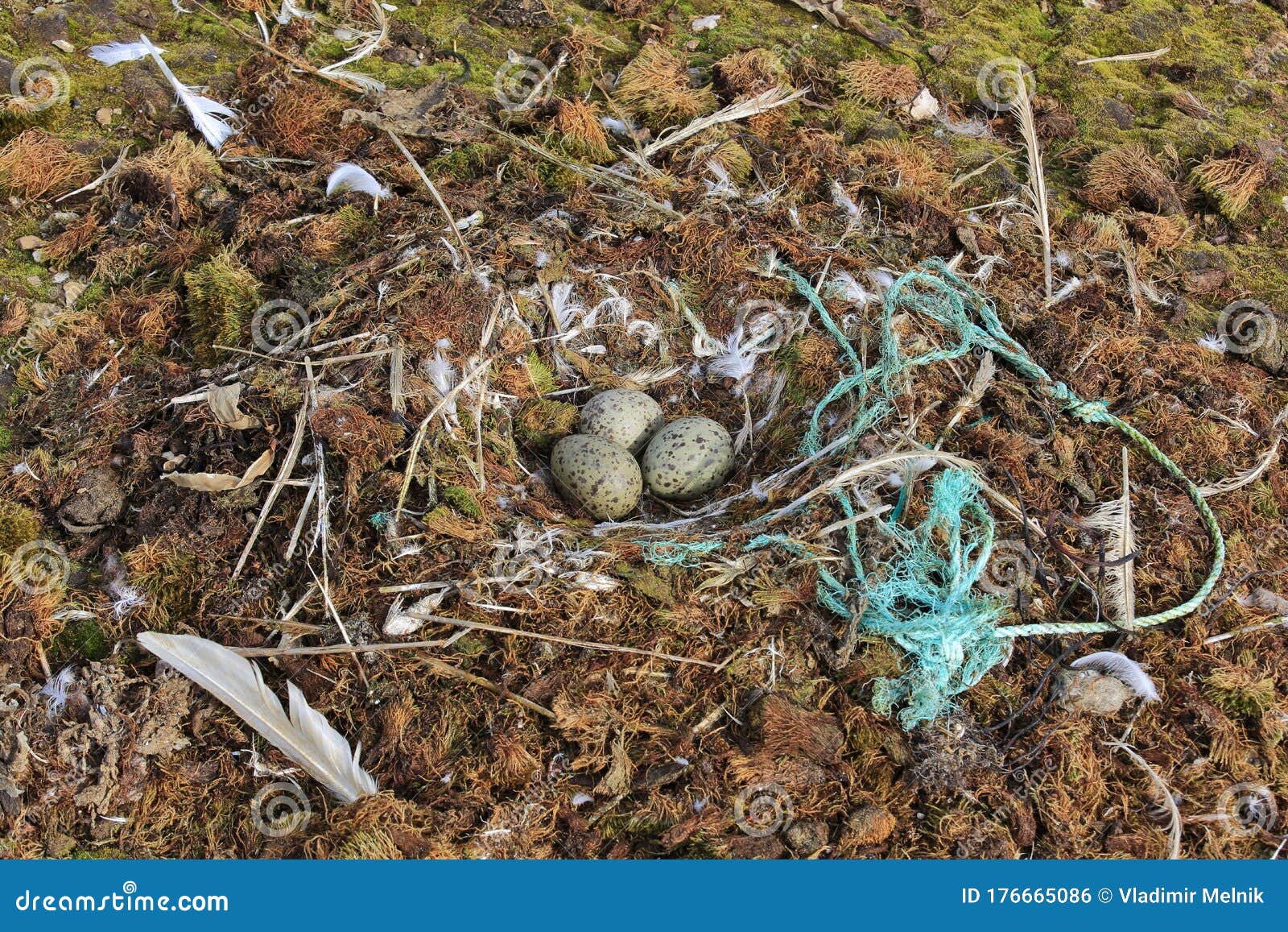 Seagull Nest with the Plastic Rubbish on the Arctic Island Stock Photo ...