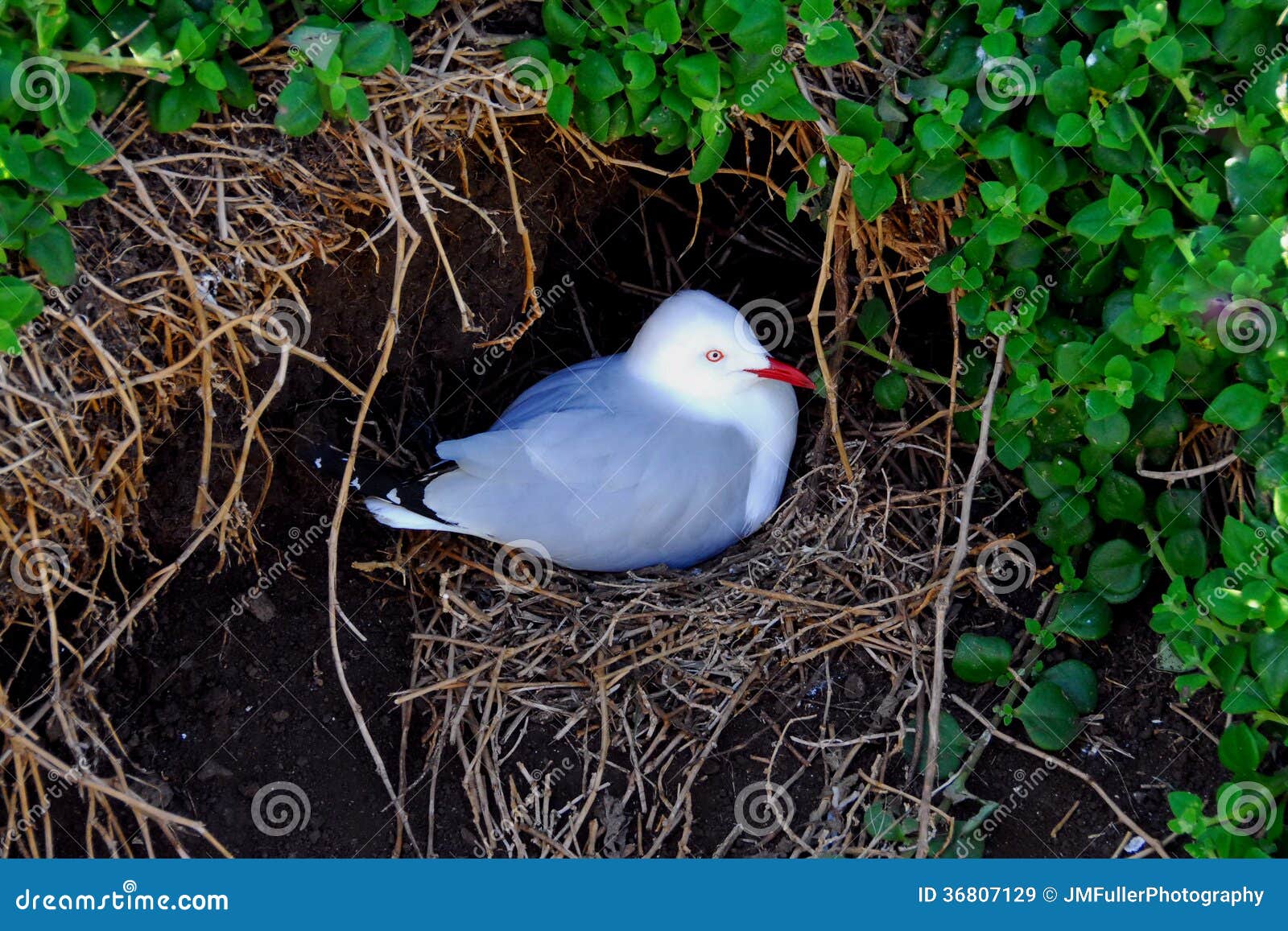 Seagull Nest stock image. Image of beak, bird, seagull - 36807129