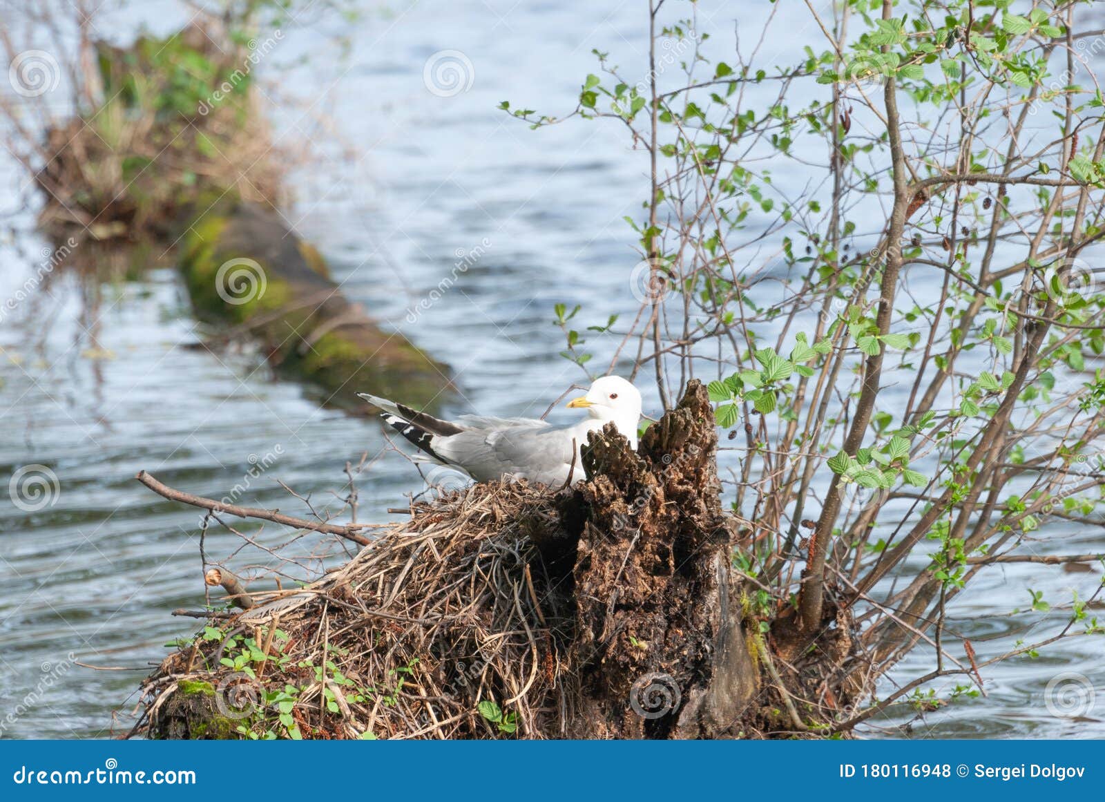 Seagull in the Nest. the Nest is in the Stump Stock Photo - Image of ...