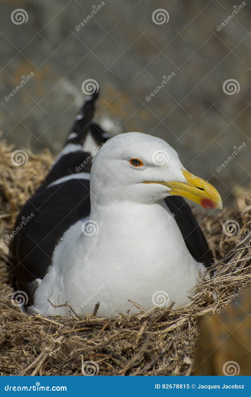 Seagull Nesting stock image. Image of seagull, marking - 82678815
