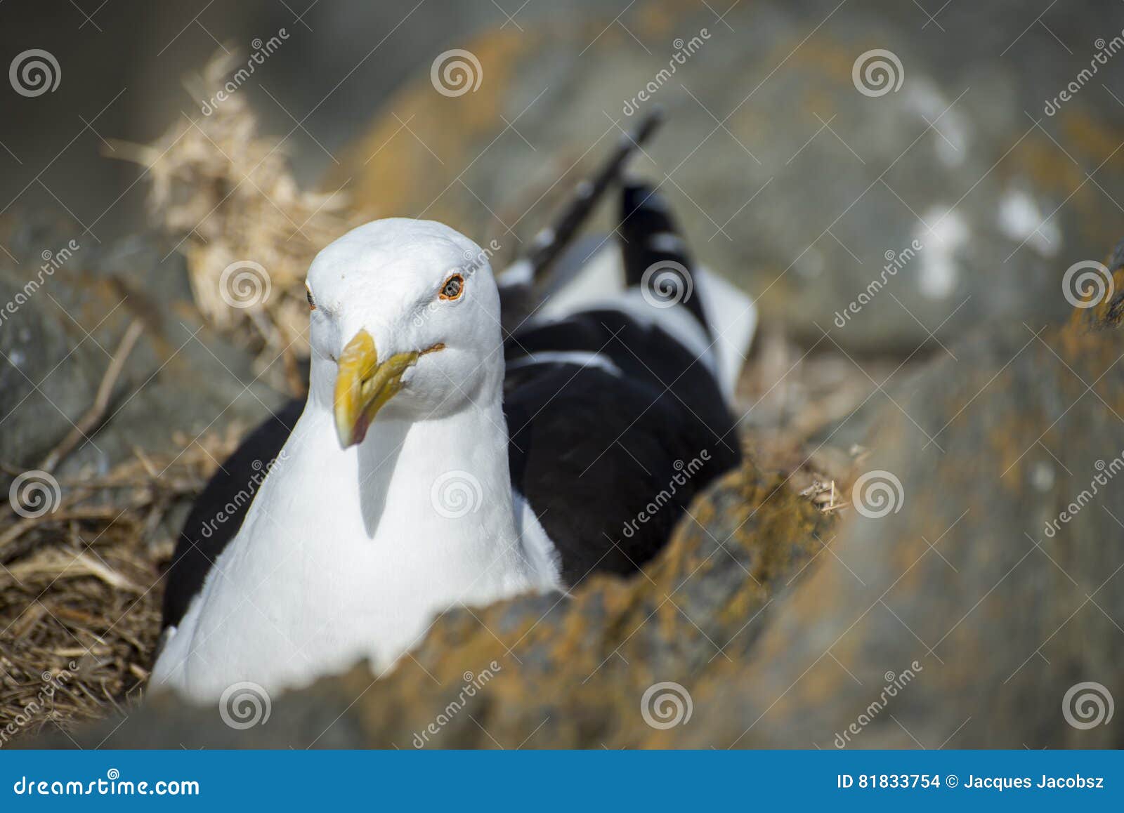Seagull Nesting in Rocks stock photo. Image of eastern - 81833754