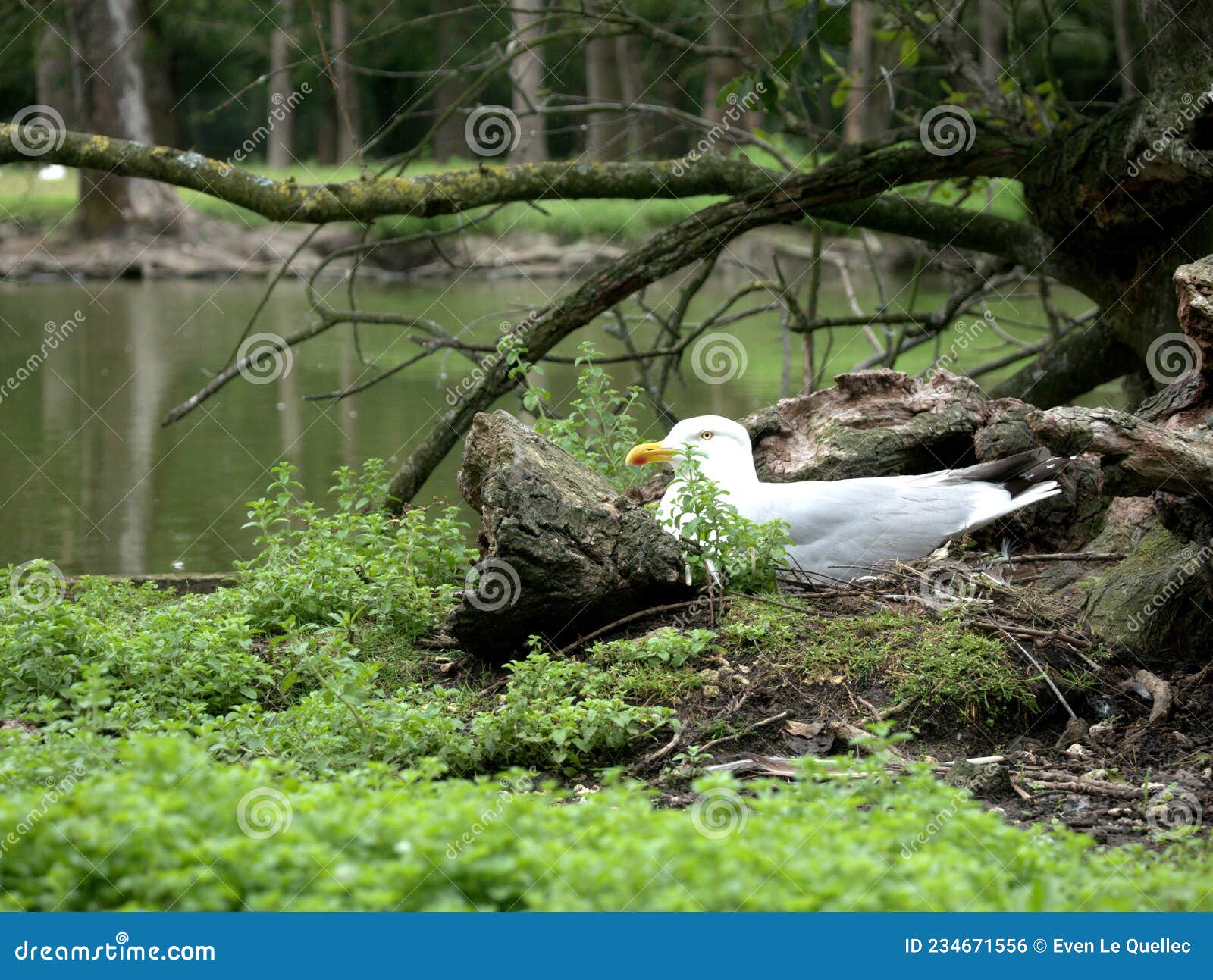 Seagull Nesting in the Swamps Stock Photo - Image of jungle, swamps ...