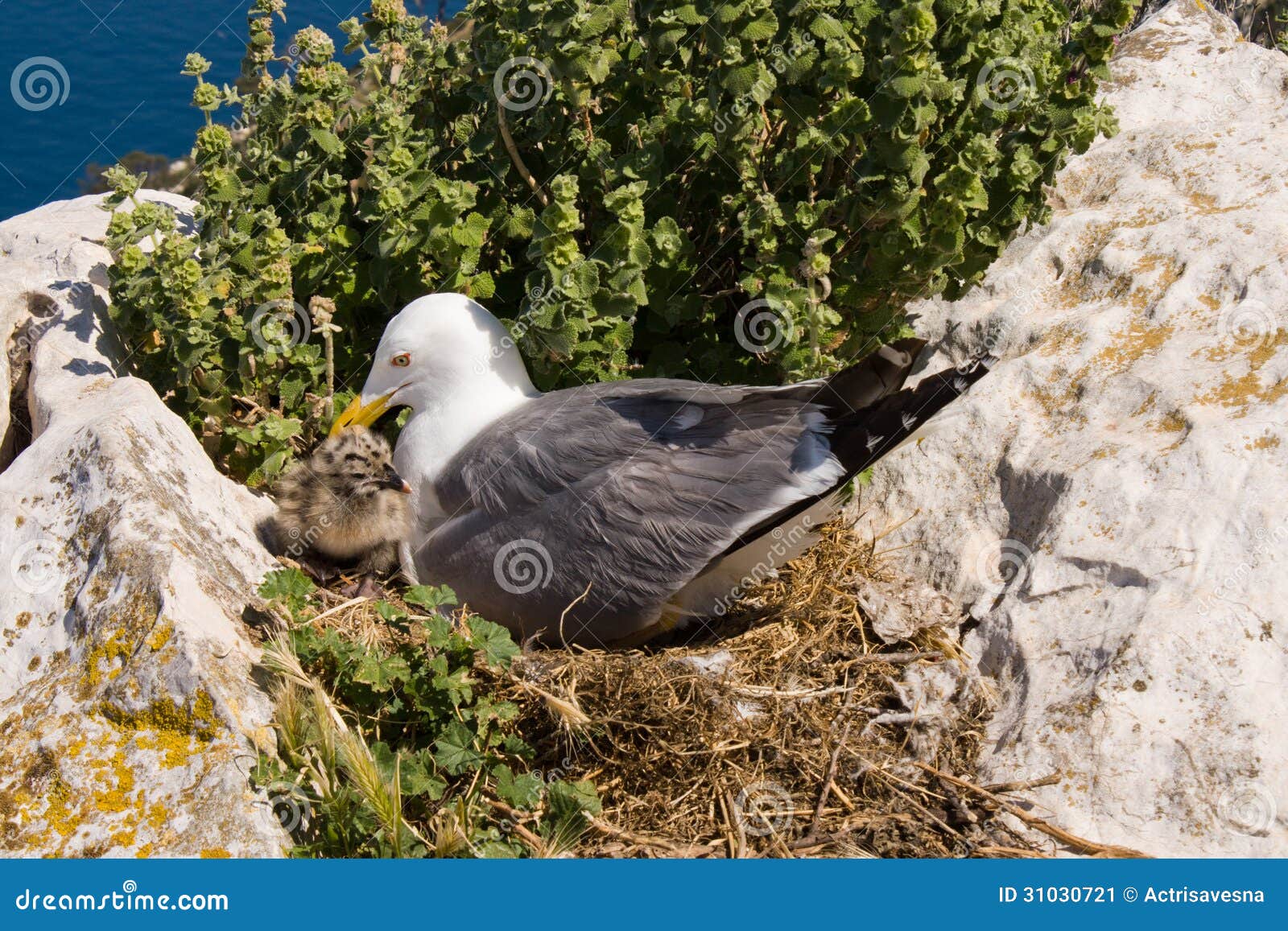 Seagull Fledgling Standing On A Stone Parapet Facing The Sea Harbour In ...