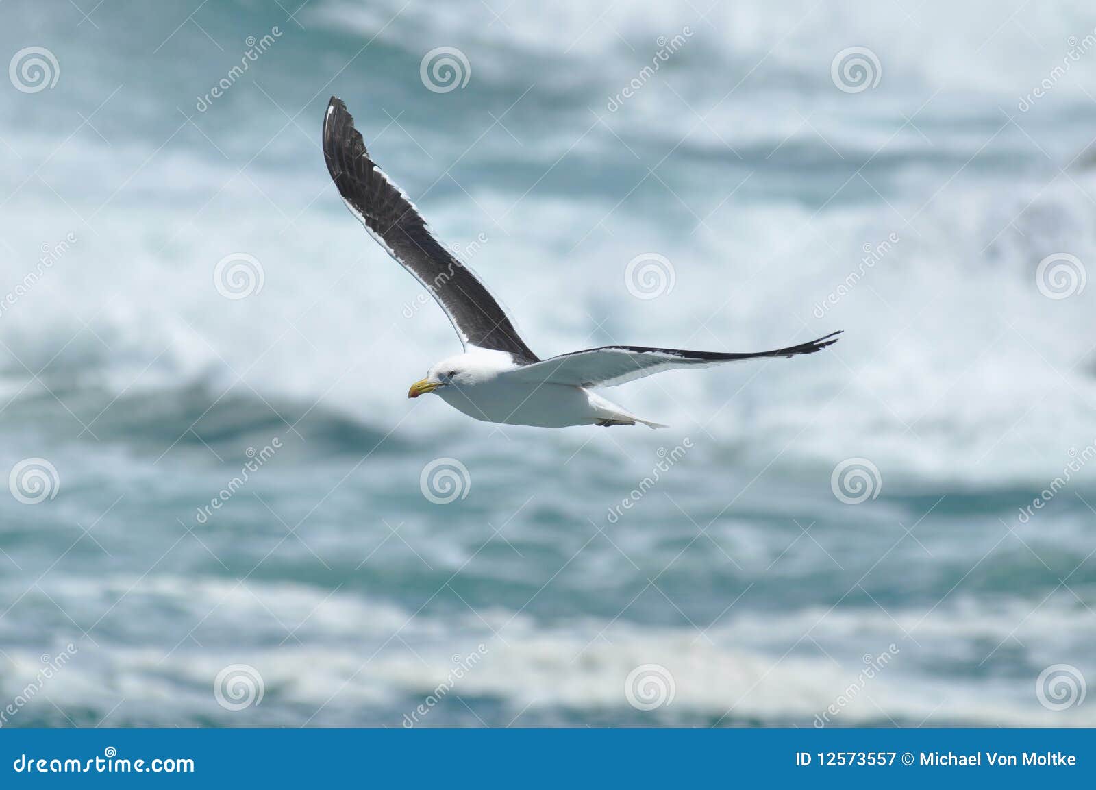 Seagull on the ocean stock image. Image of black, bird - 12573557