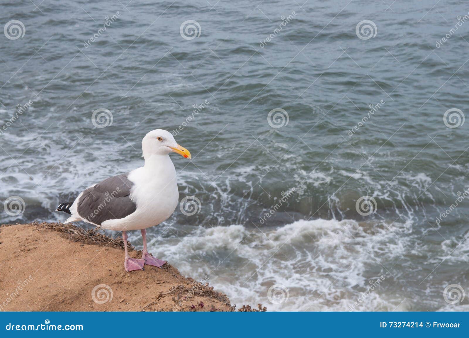 Seagull with Ocean Background Stock Photo - Image of rock, overcast ...