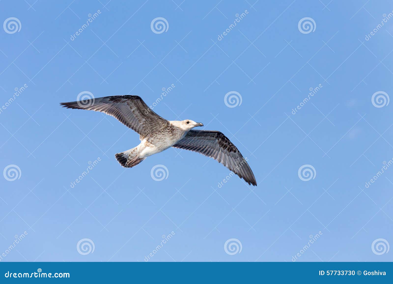 Seagull at the ocean stock photo. Image of summer, wings - 57733730