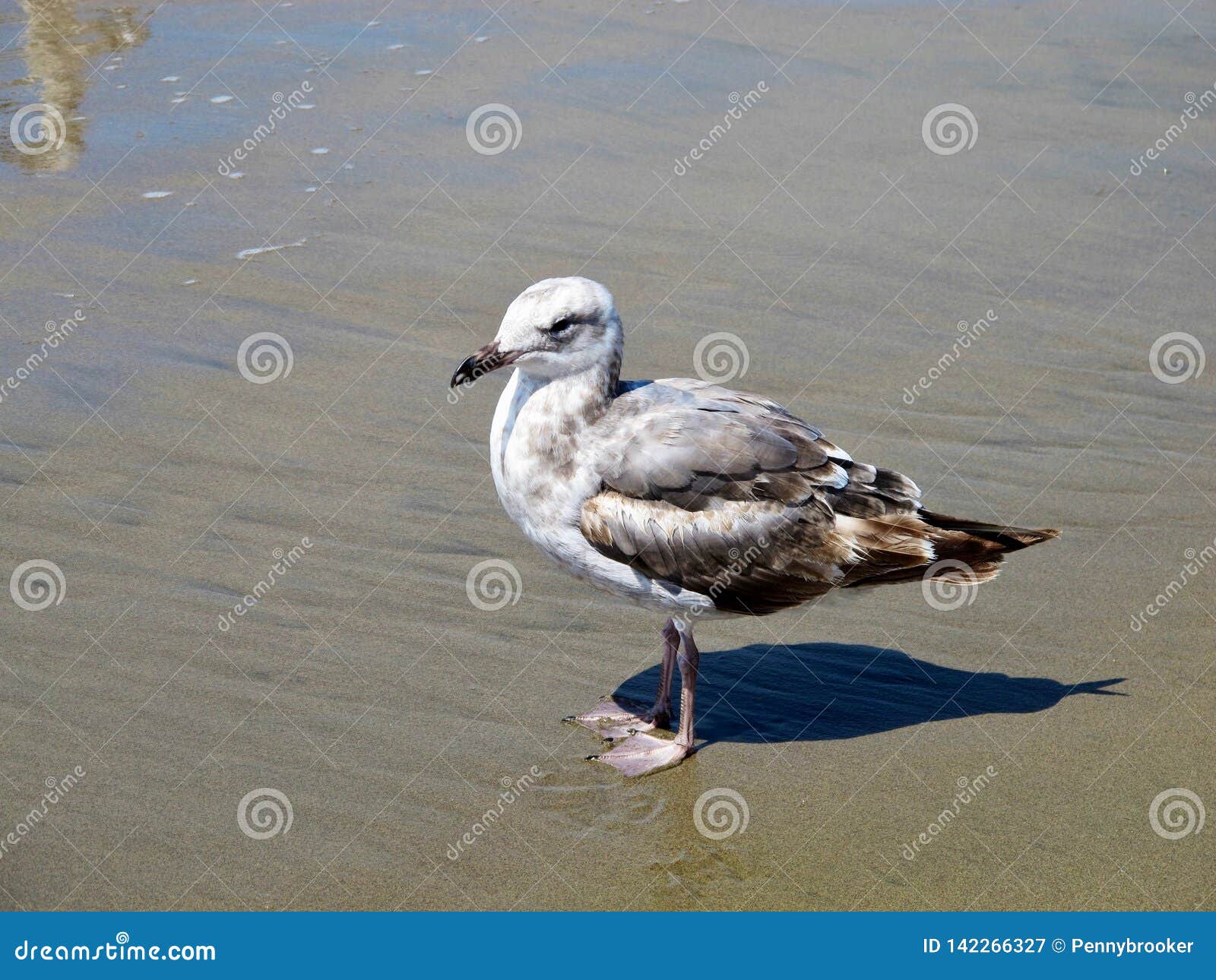 Seagull on Ocean Grey Beach Stock Image - Image of outside, mountains ...