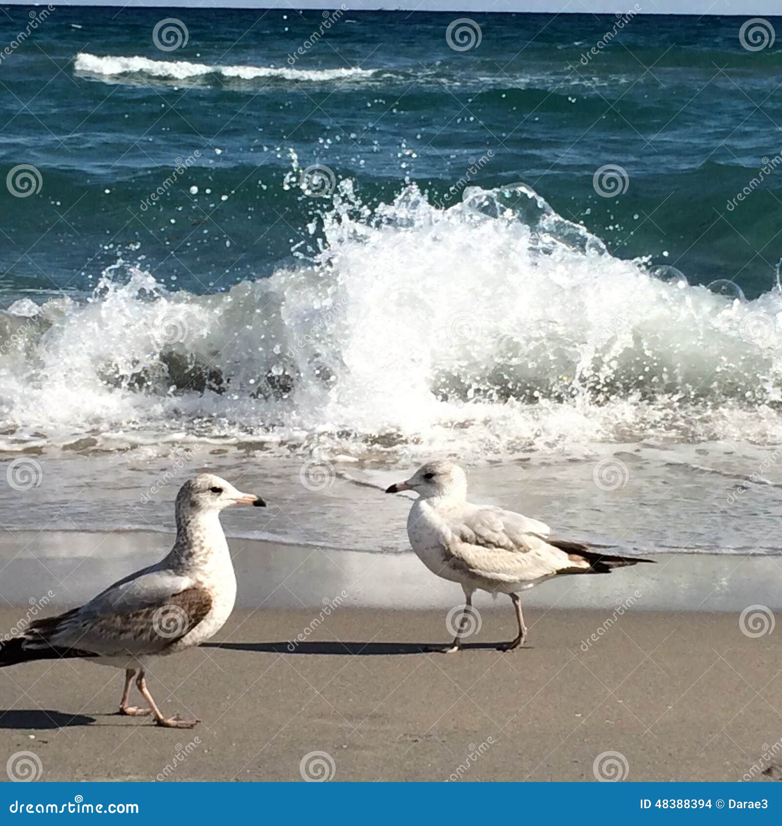 Seagull ocean strut stock photo. Image of birds, strut - 48388394