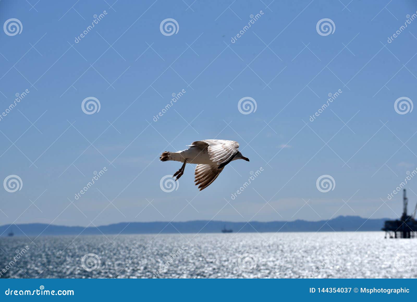 Seagull by an Offshore Oil Platform Stock Image - Image of blue, beak ...