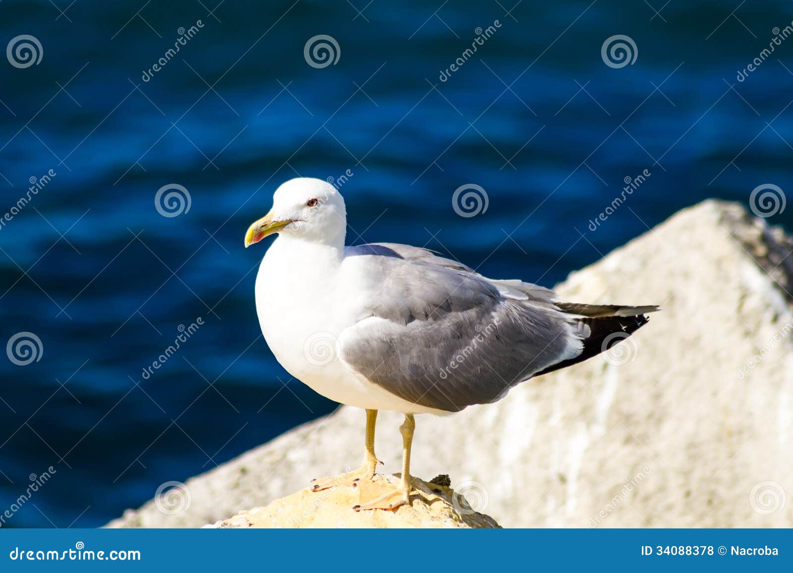 Seagull stock photo. Image of background, white, nature - 34088378