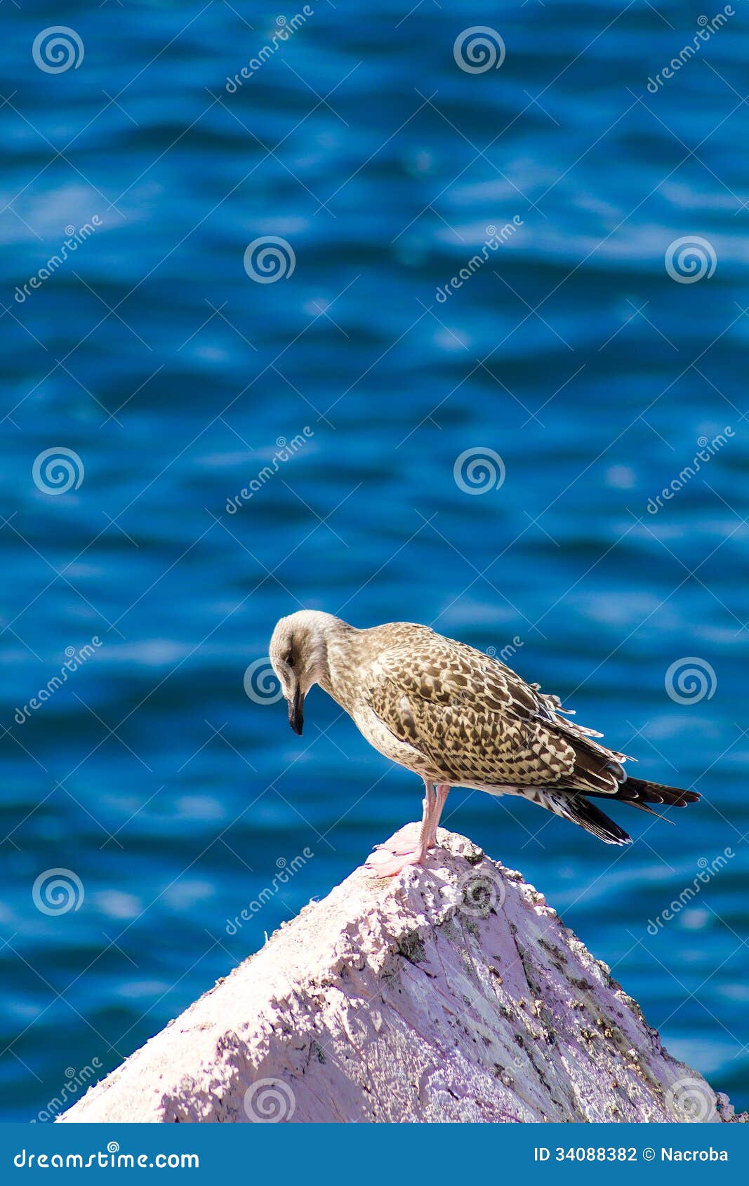 Seagull stock photo. Image of natural, wild, wildlife - 34088382