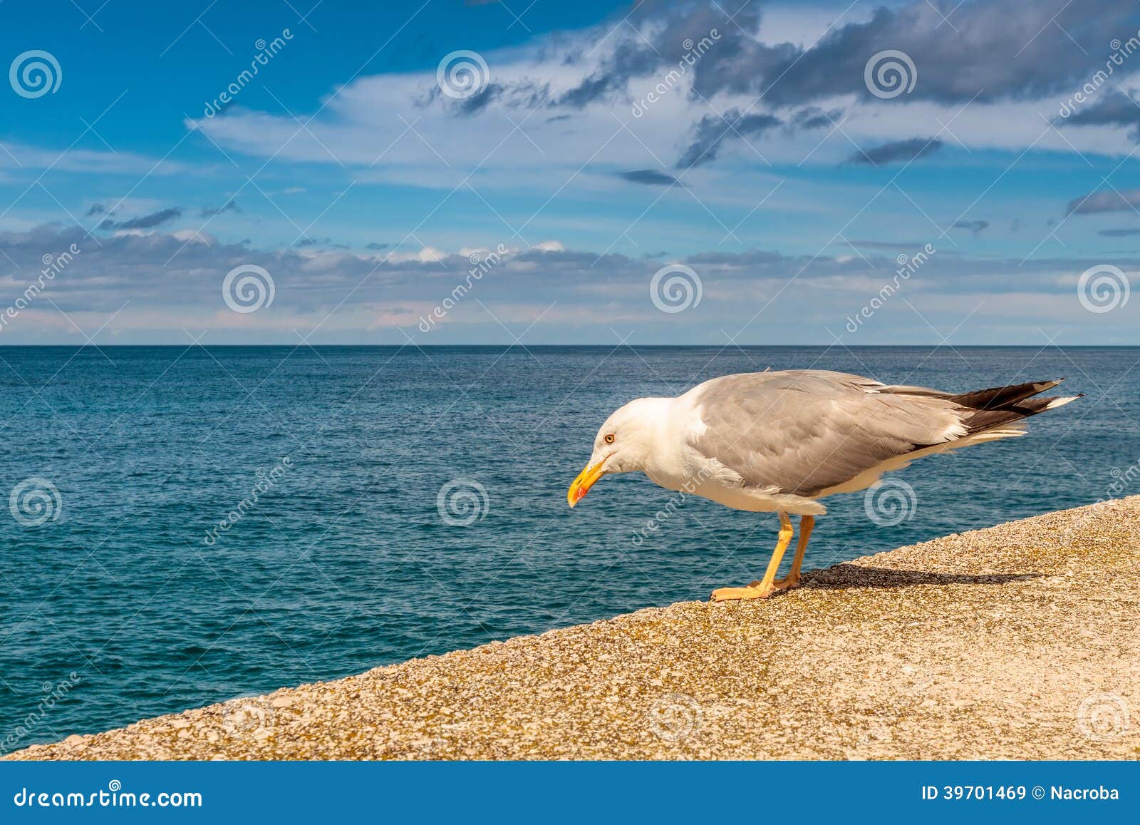 Seagull stock image. Image of ocean, beautiful, blue - 39701469