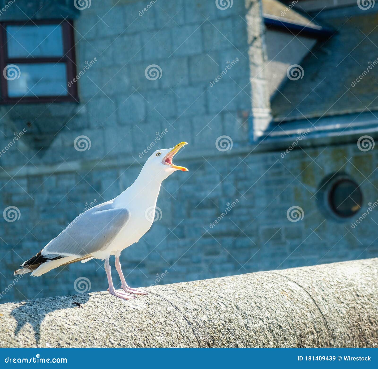 Seagull with an Open Beak Behind a Building Stock Image - Image of wing ...
