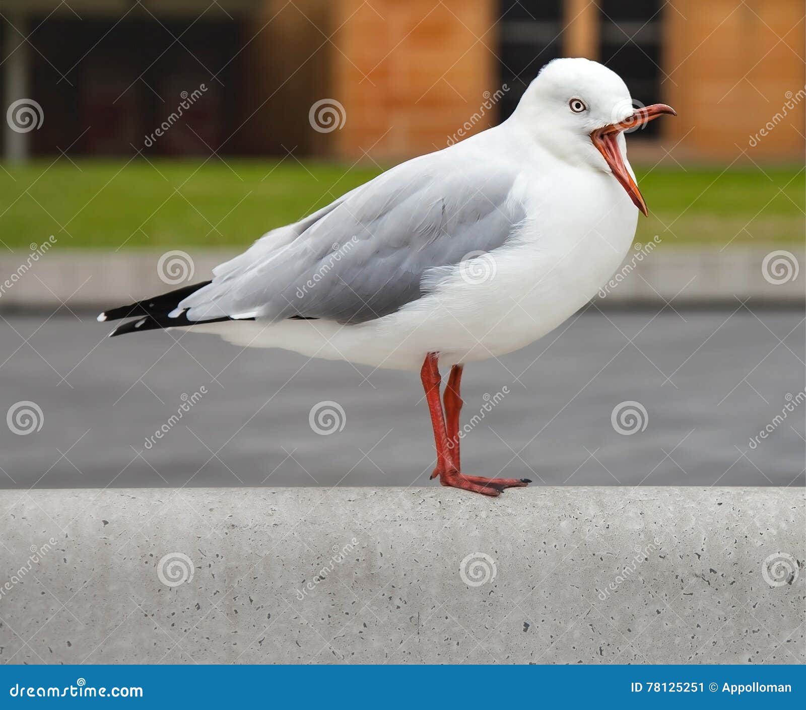 Seagull with an open beak stock image. Image of bird - 78125251