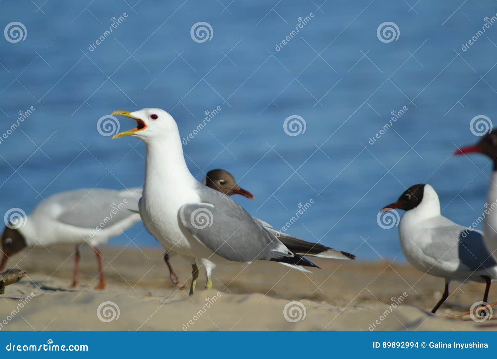 Seagull with Open Beak in the Sand Closeup Stock Photo - Image of ...