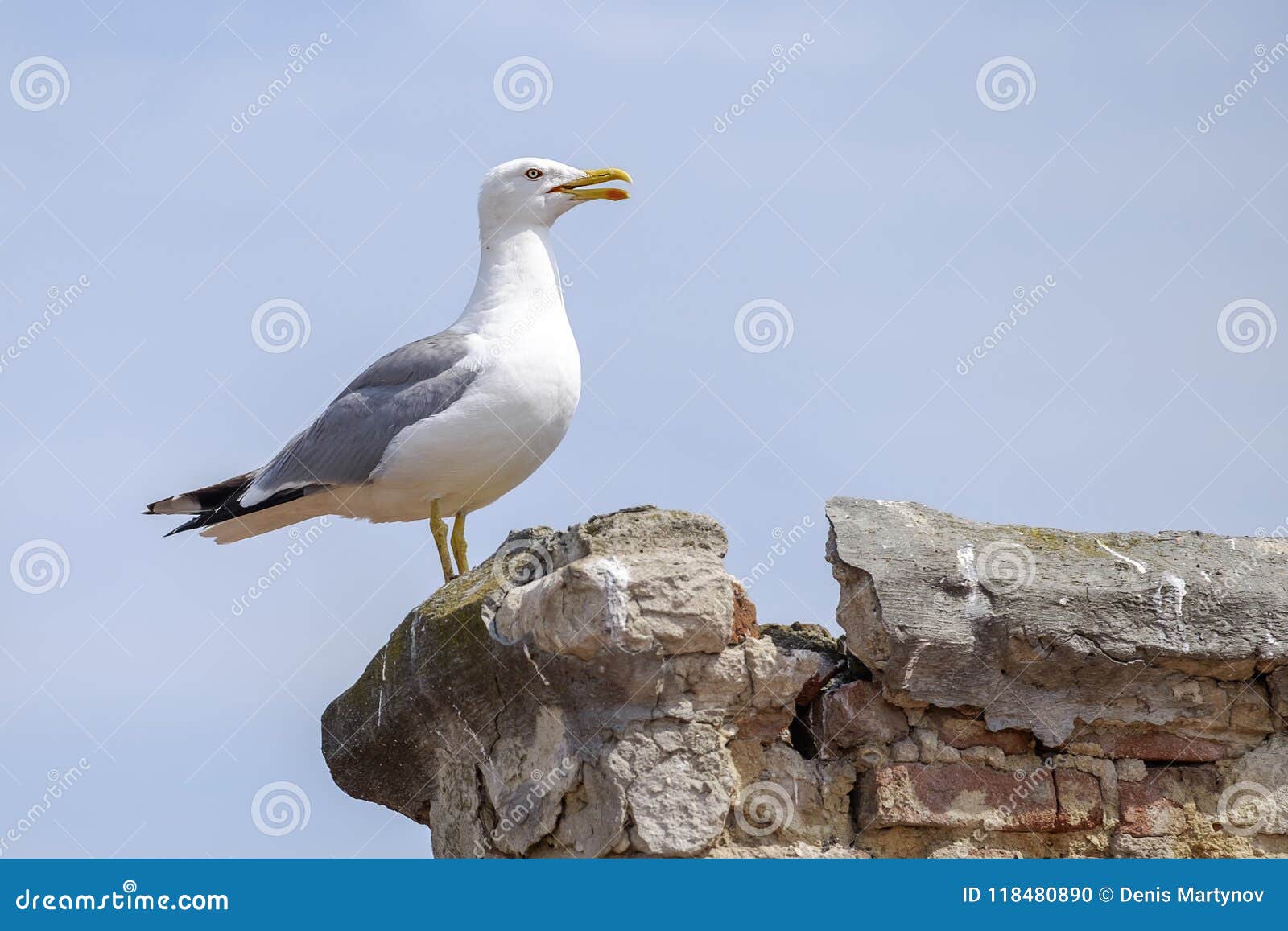 Seagull with Open Beak Sits on Stones Stock Photo - Image of feather ...