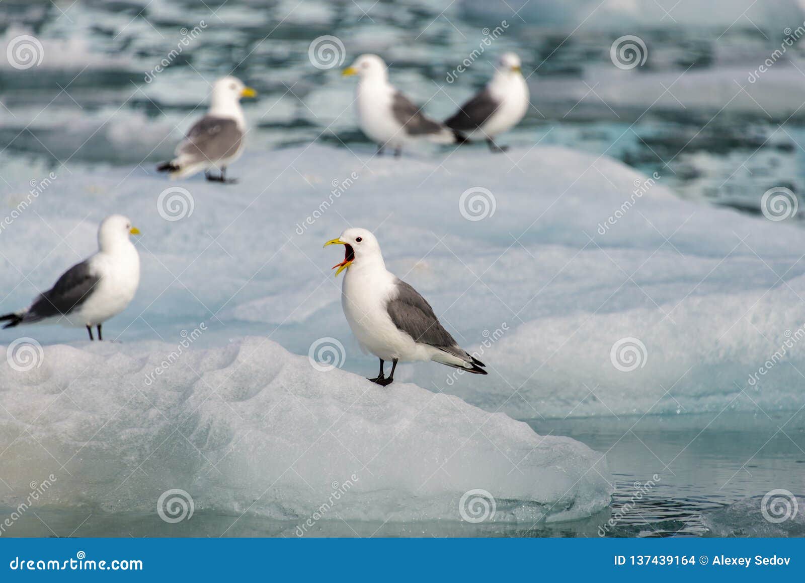 Seagull on the Ice in Svalbard Close Up Stock Photo - Image of ...