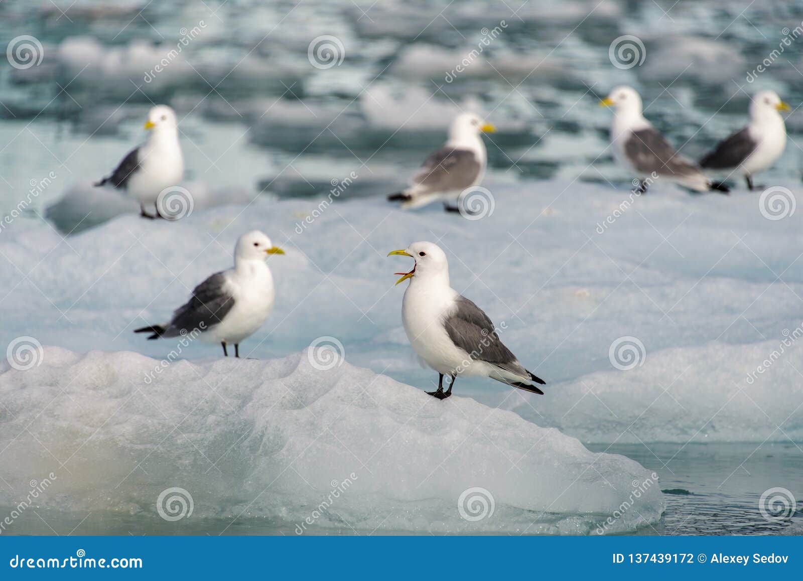 Seagull on the Ice in Svalbard Close Up Stock Photo - Image of time ...