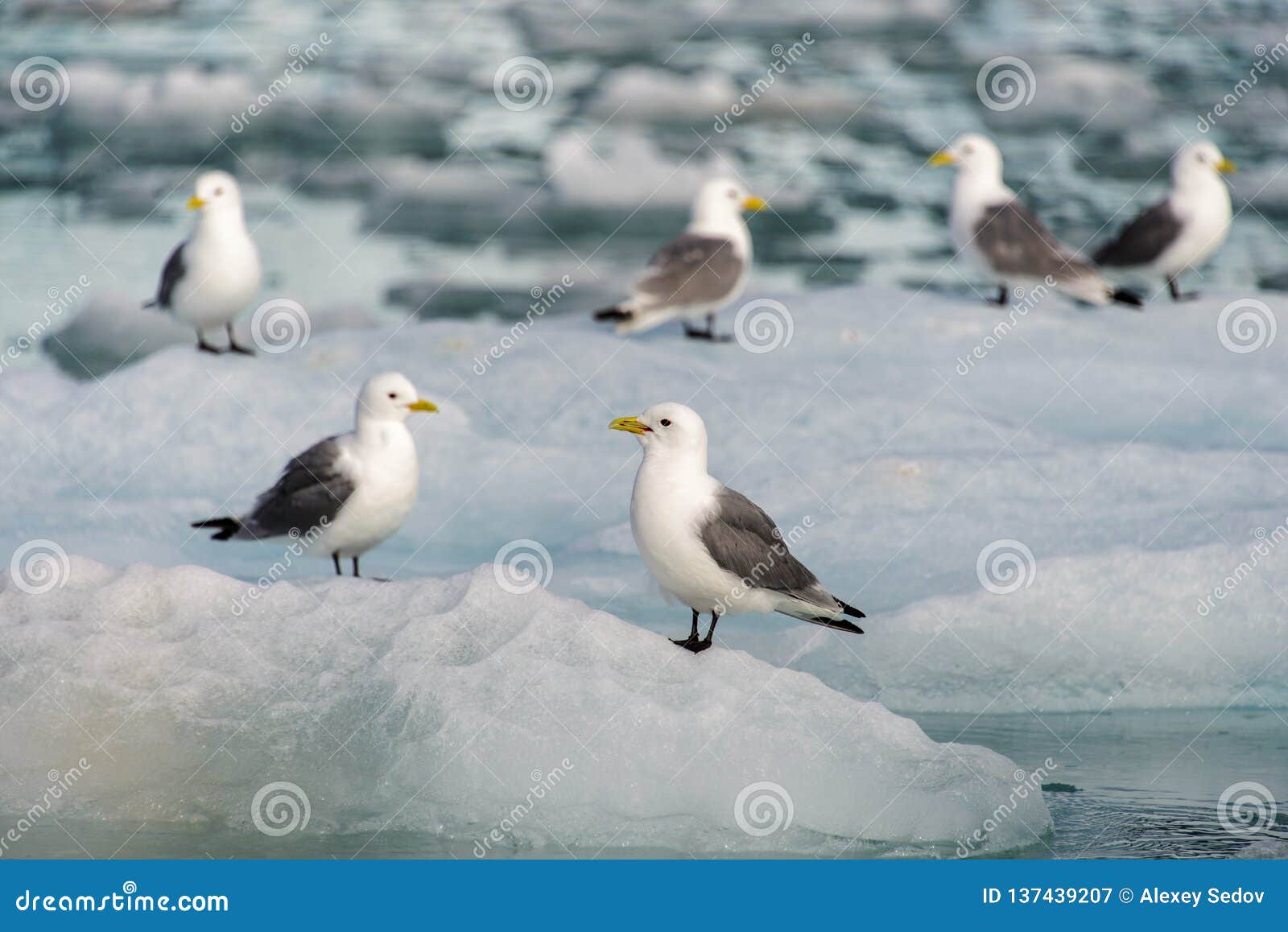 Seagull on the Ice in Svalbard Close Up Stock Image - Image of fjord ...