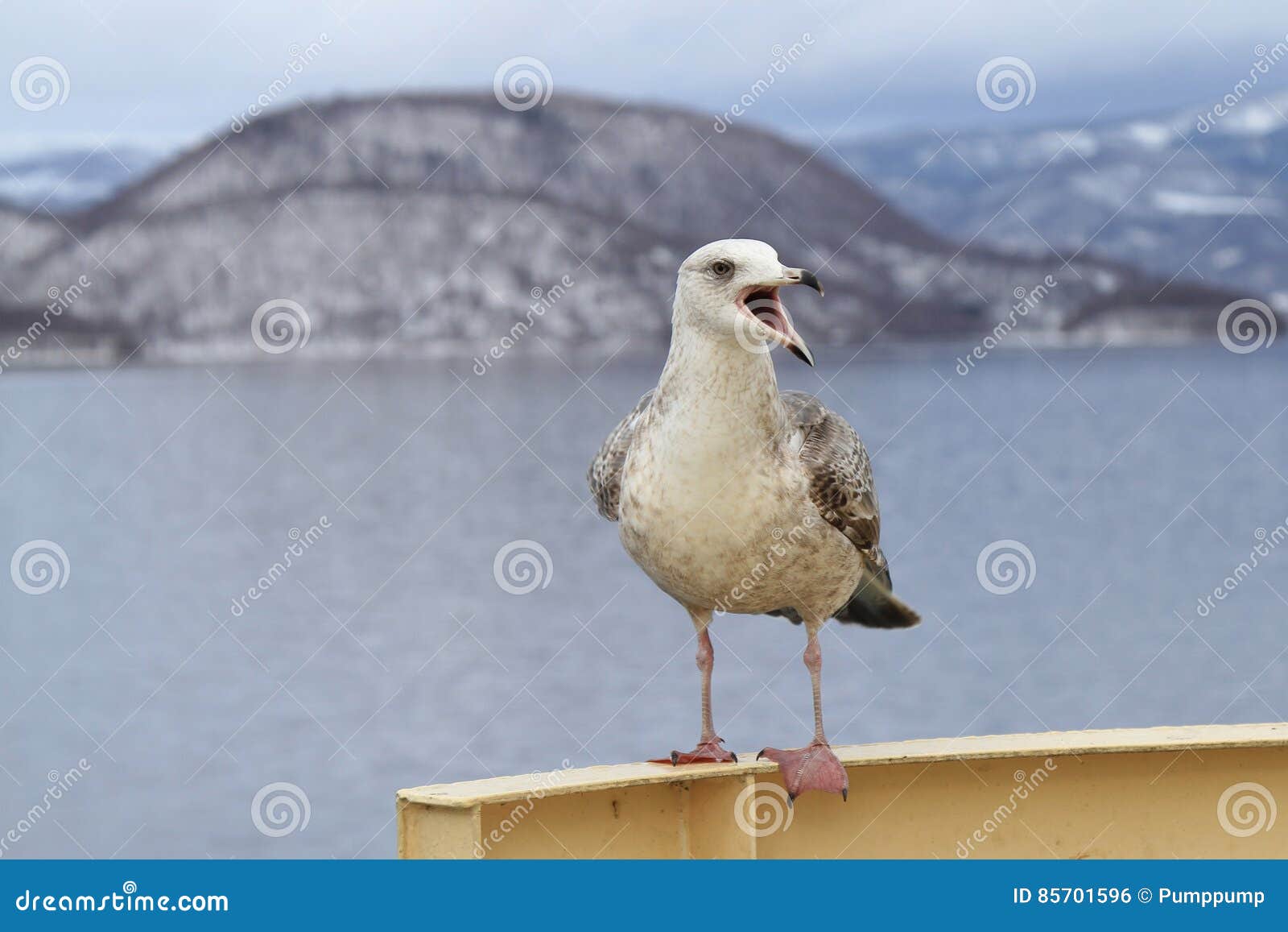 Seagull Open Mouth Perching on Cruise Ship. Stock Photo - Image of ...