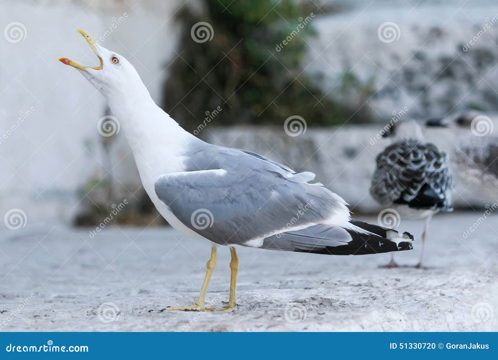 Seagull with open mouth stock photo. Image of outdoors - 51330720