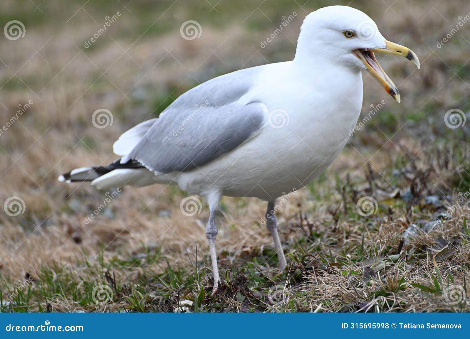 Seagull Open Mouth. Seagull is a Specific Marine Bird Stock Photo ...