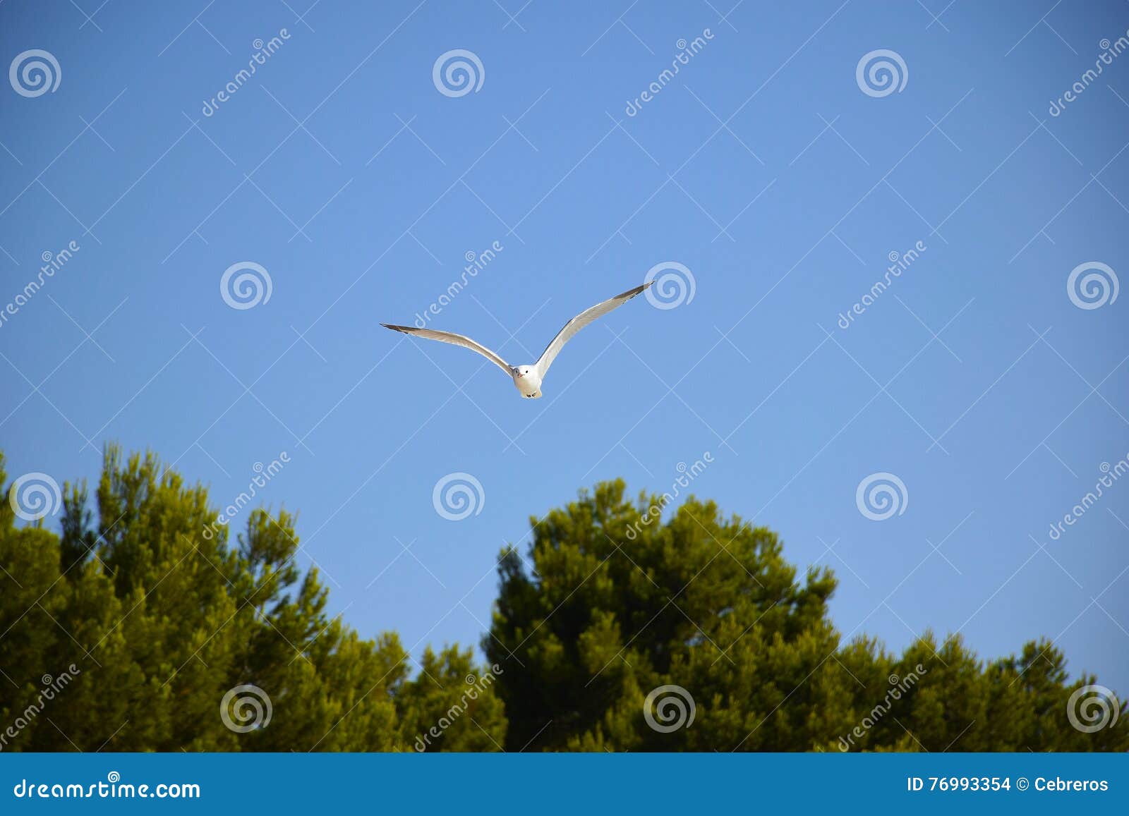 Seagull with open wings stock photo. Image of coast, open - 76993354