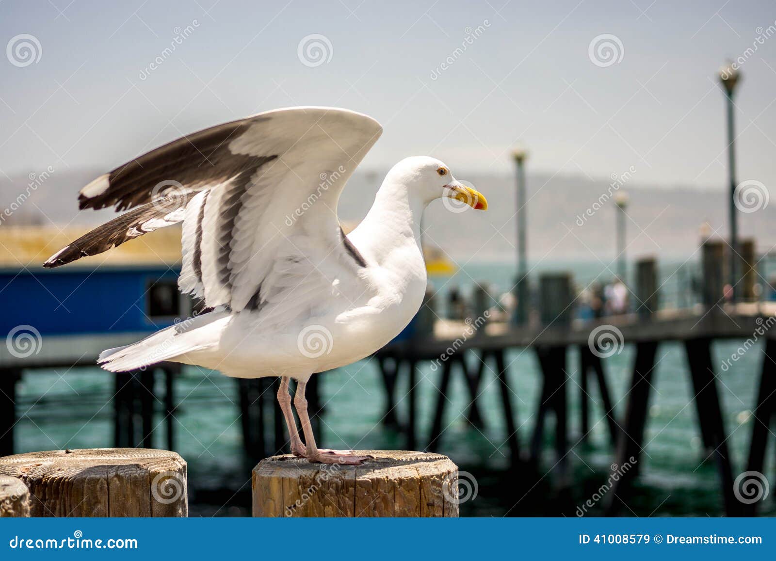 Seagull with open wings stock image. Image of pacific - 41008579