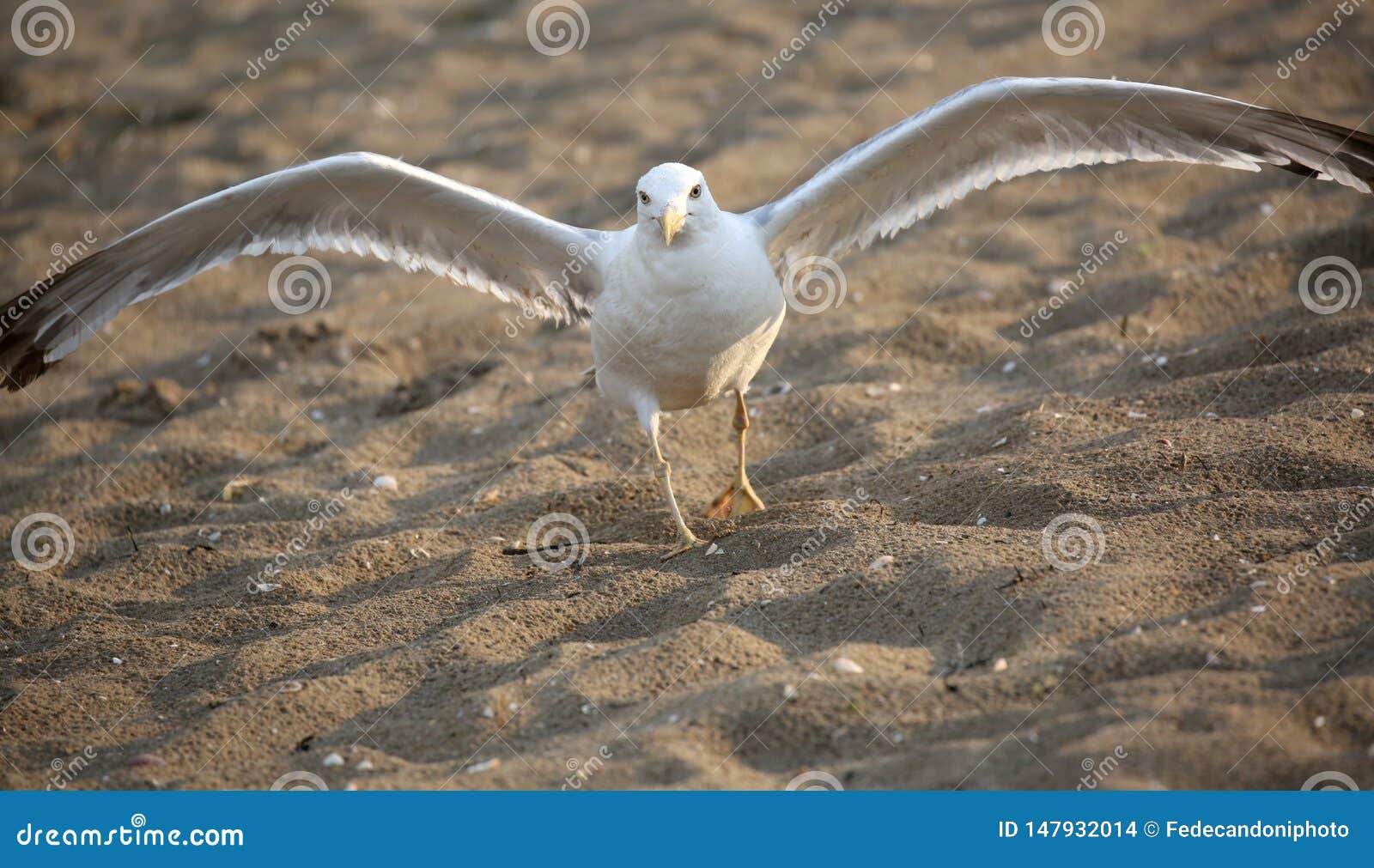 Seagull with Open Wings Ready To Take Flight from the Beach Stock Photo ...