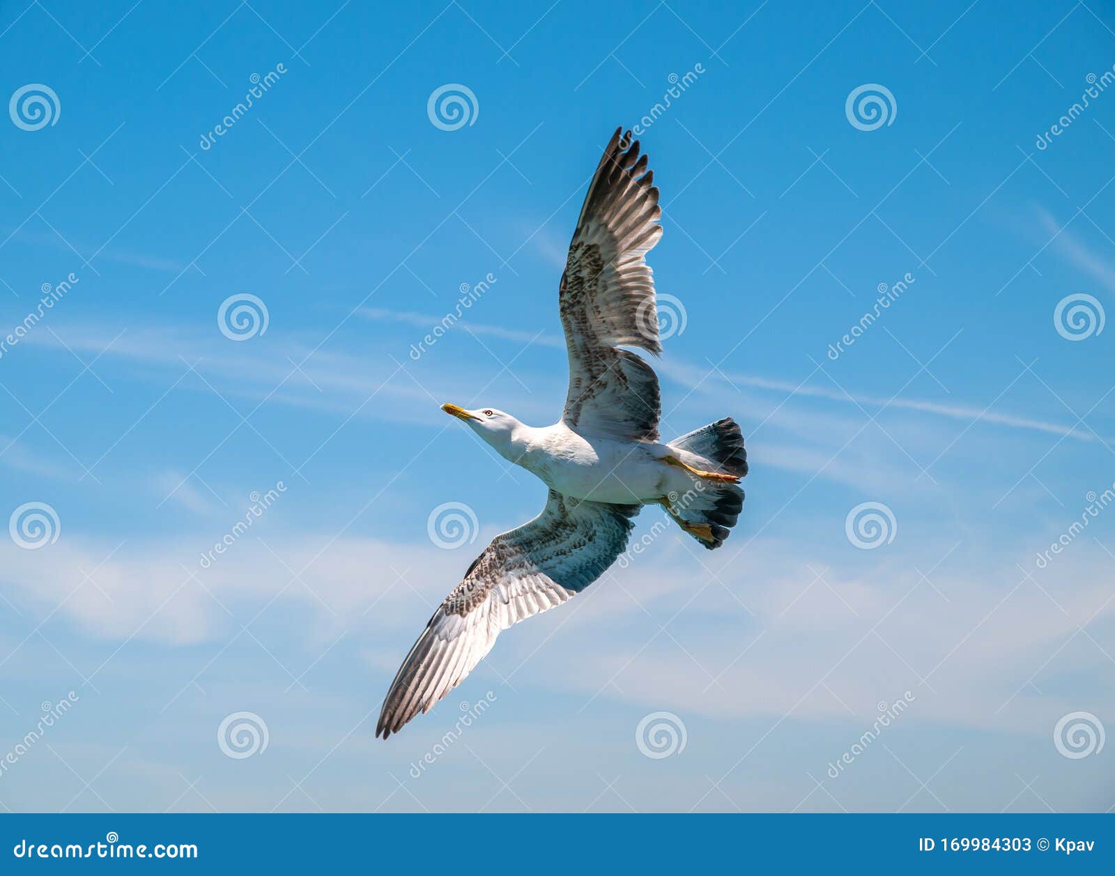 Seagull with Open Wings Soaring Against Deep Blue Sky. White Bird ...