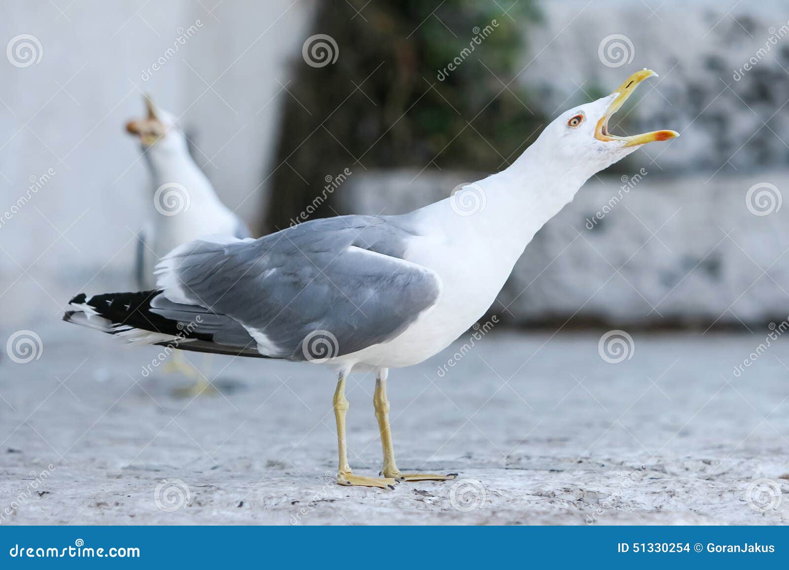 Seagull opening mouth stock photo. Image of beak, concrete - 51330254