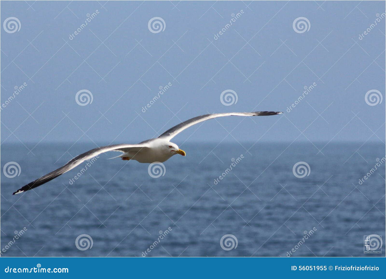Seagull stock image. Image of summer, fish, horizon, water - 56051955