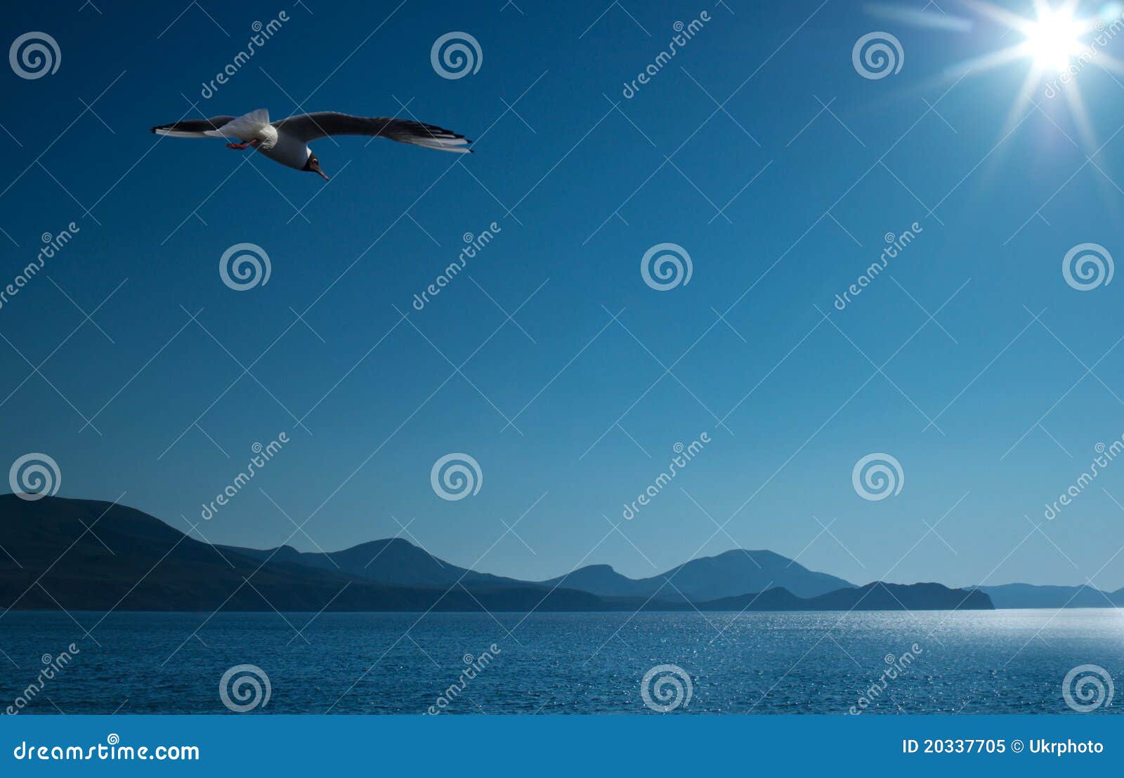 Seagull over the sea coast stock image. Image of seagull - 20337705