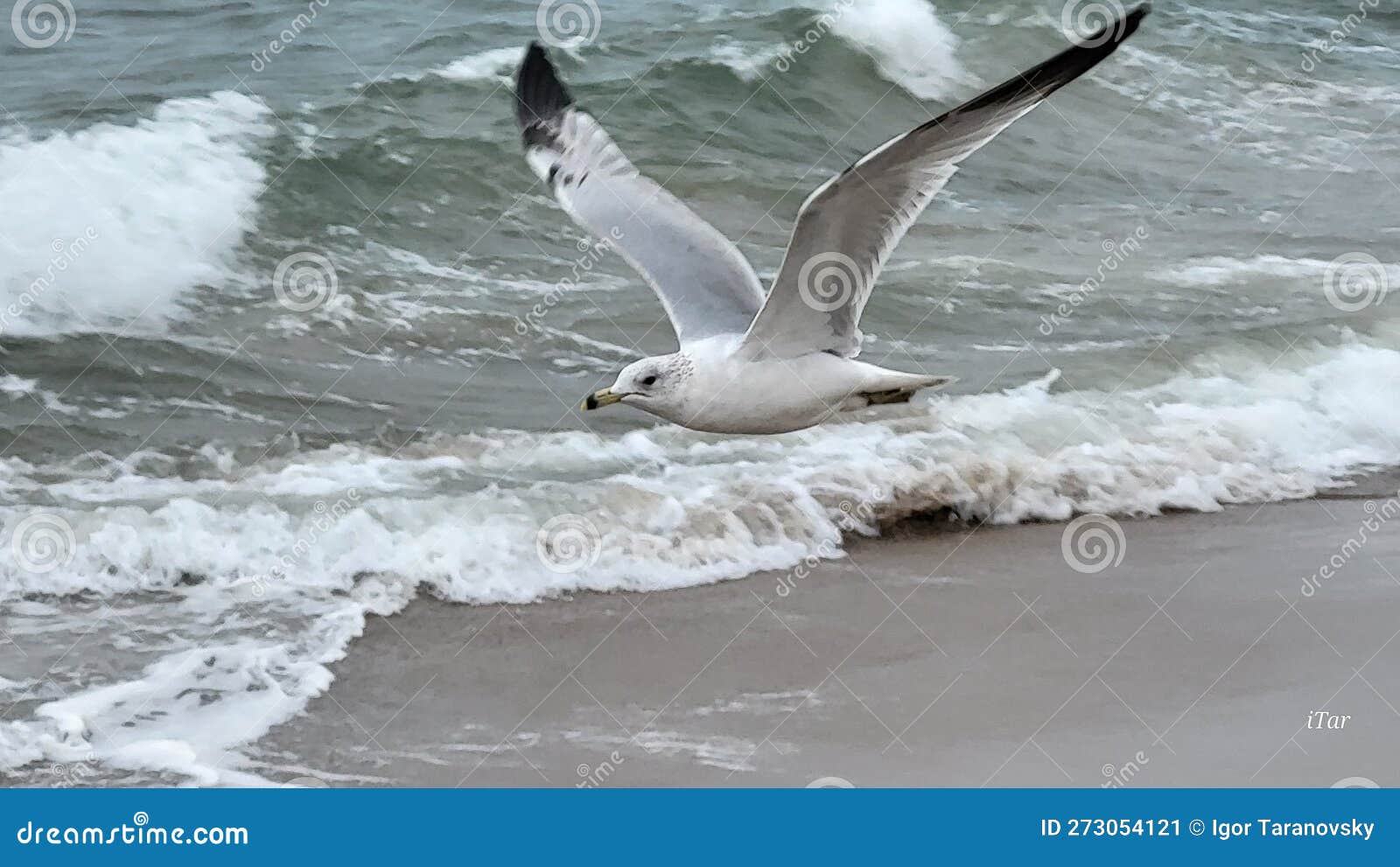The Seagull Over Ocean Waves Stock Photography | CartoonDealer.com #6876710