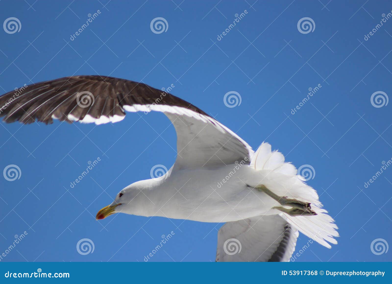 Seagull overhead stock photo. Image of beak, closeup - 53917368
