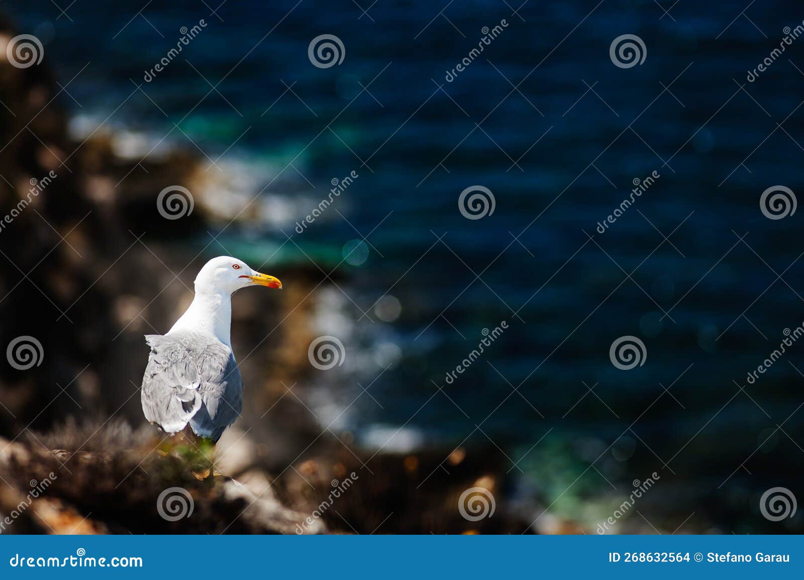 A Seagull Overlooking the Cliffs. Lone Seagull on the Coast Stock Photo ...