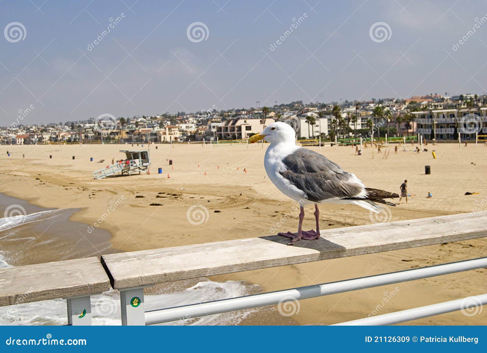 Seagull Overseeing Hermosa Beach Stock Image - Image of pier, beak ...