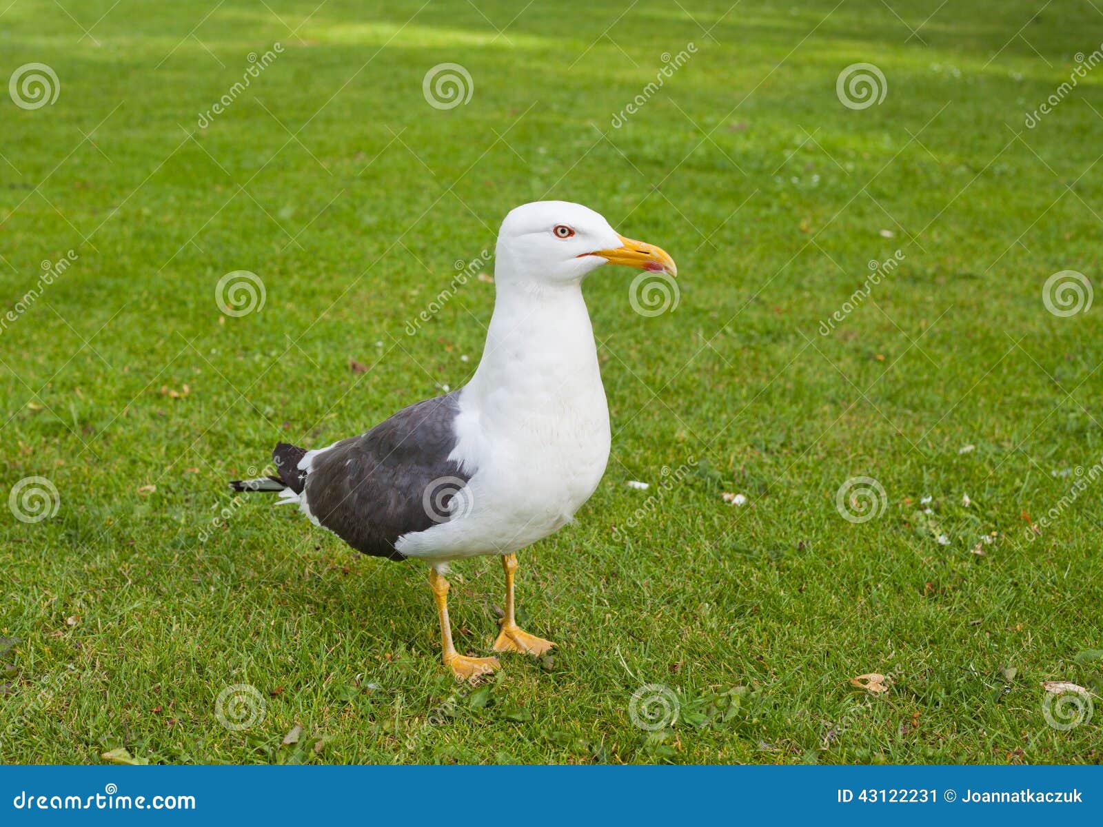 Seagull in park stock image. Image of gull, herring, green - 43122231