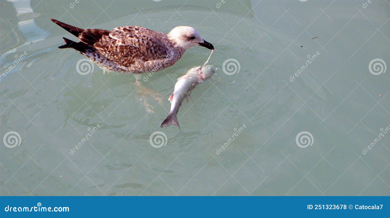 A Seagull Pecks at a Dead Fish in the Water. the Seagull Eats the Fish ...