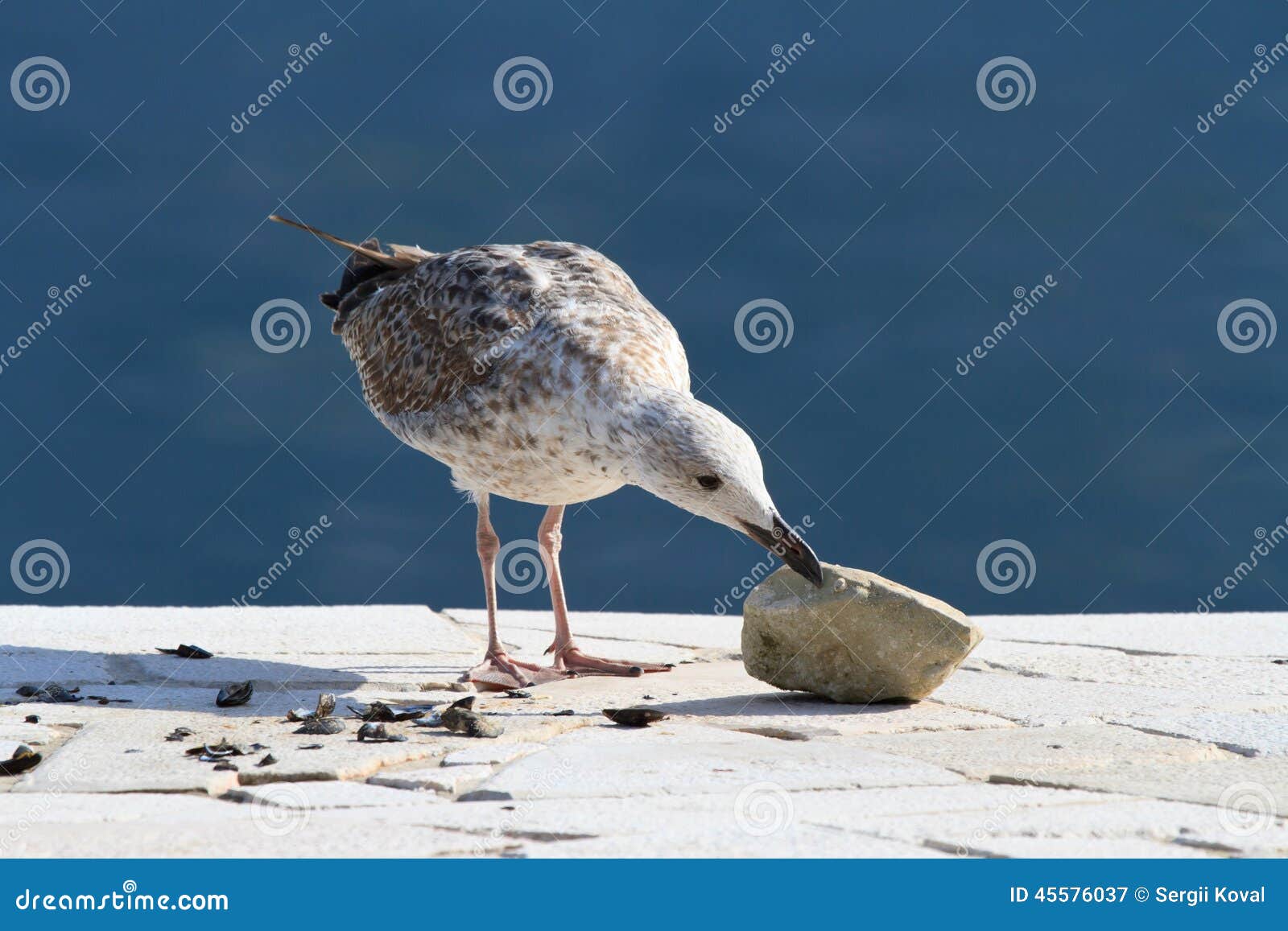 Seagull Pecks Shell Rock Close Up Stock Image - Image of view, feather ...