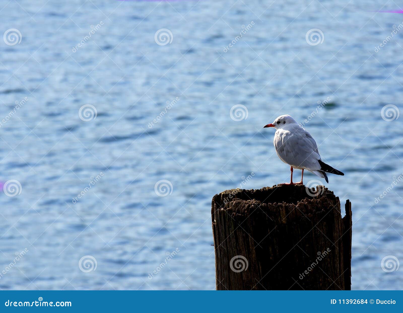 Seagull perched stock photo. Image of ecology, nature - 11392684