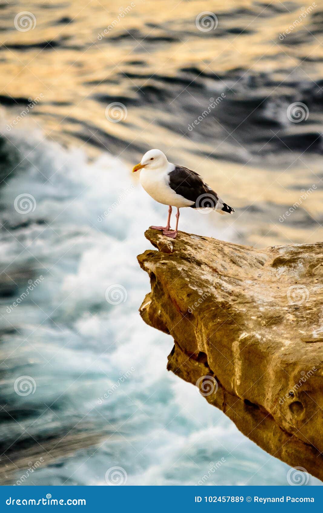 Seagull Perched Above Waves Stock Image - Image of coastline, seagull ...