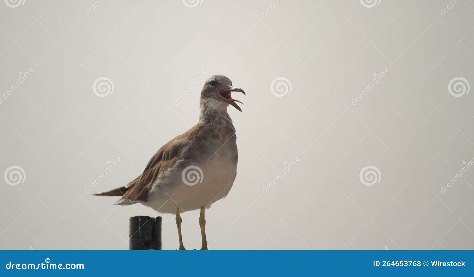 Seagull Perched on the Bollard of a Hip Stock Photo - Image of bird ...
